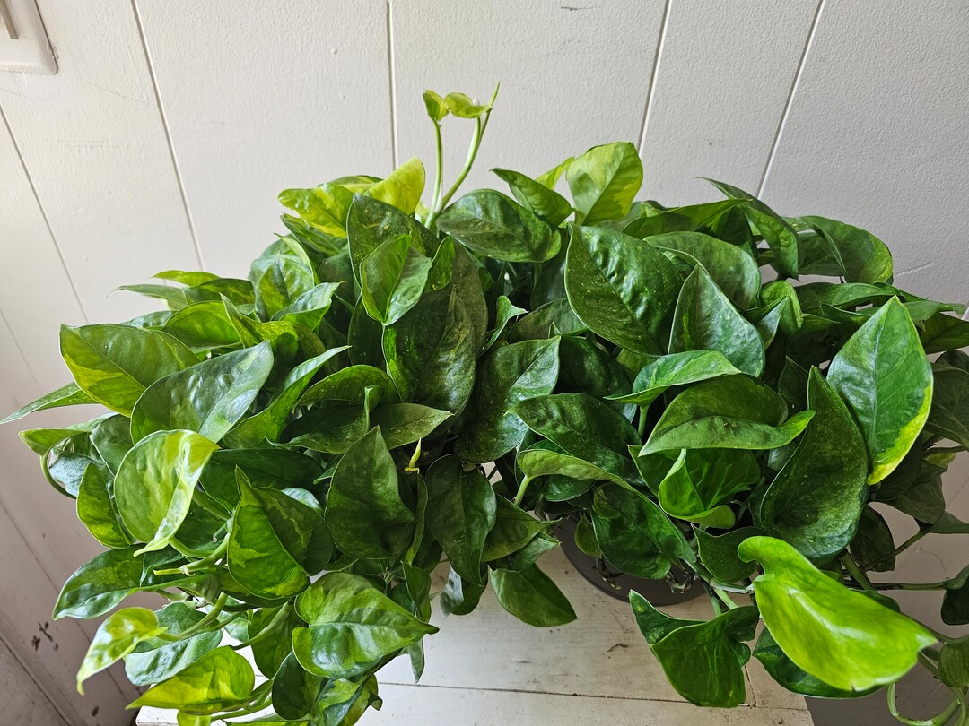 Emerald Green Epipremnum Pothos, lemon Meringue, Lizard Queen - Etsy