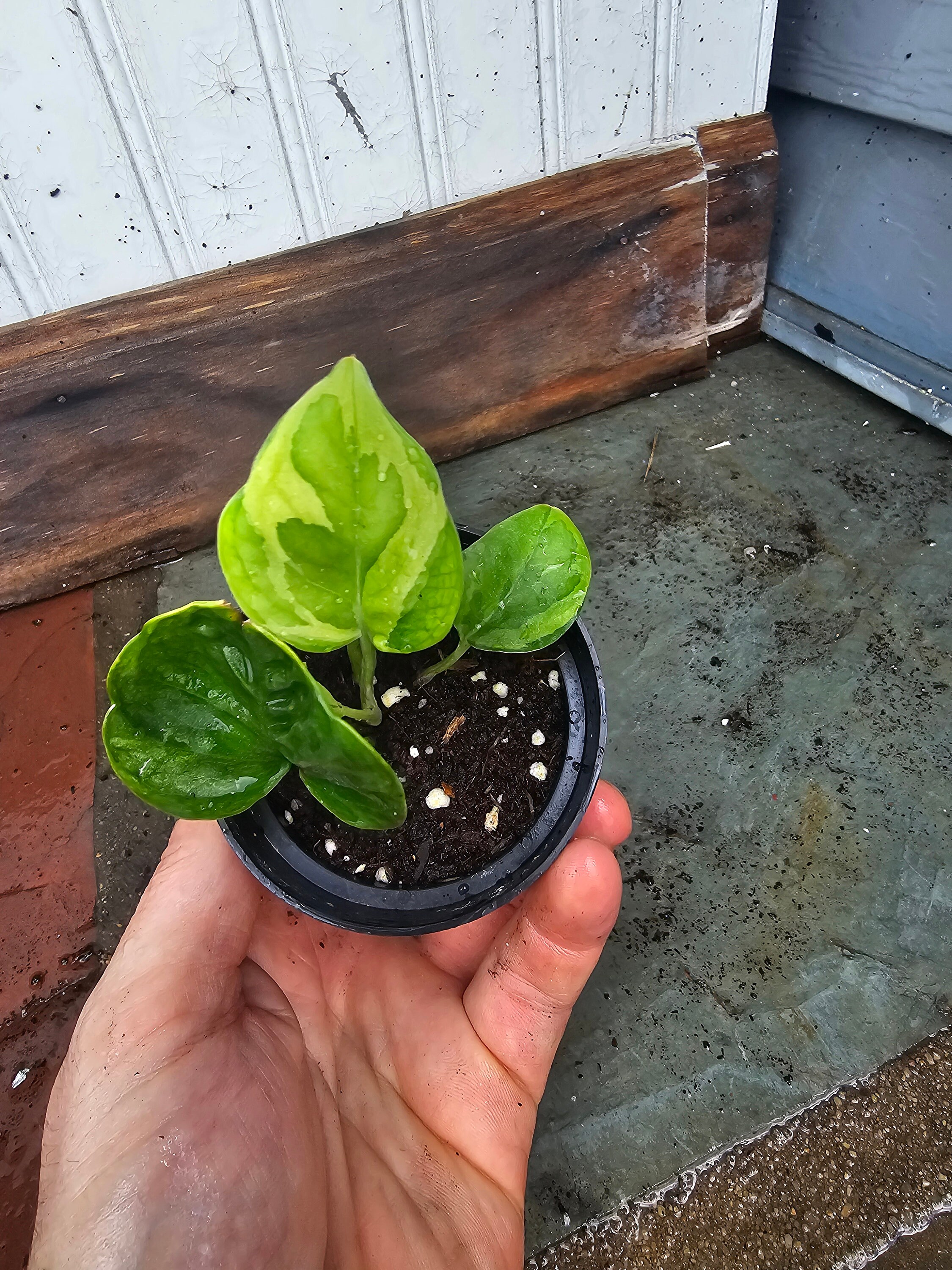 Lemon Meringue Pothos, Lizard Queen Pothos - Etsy