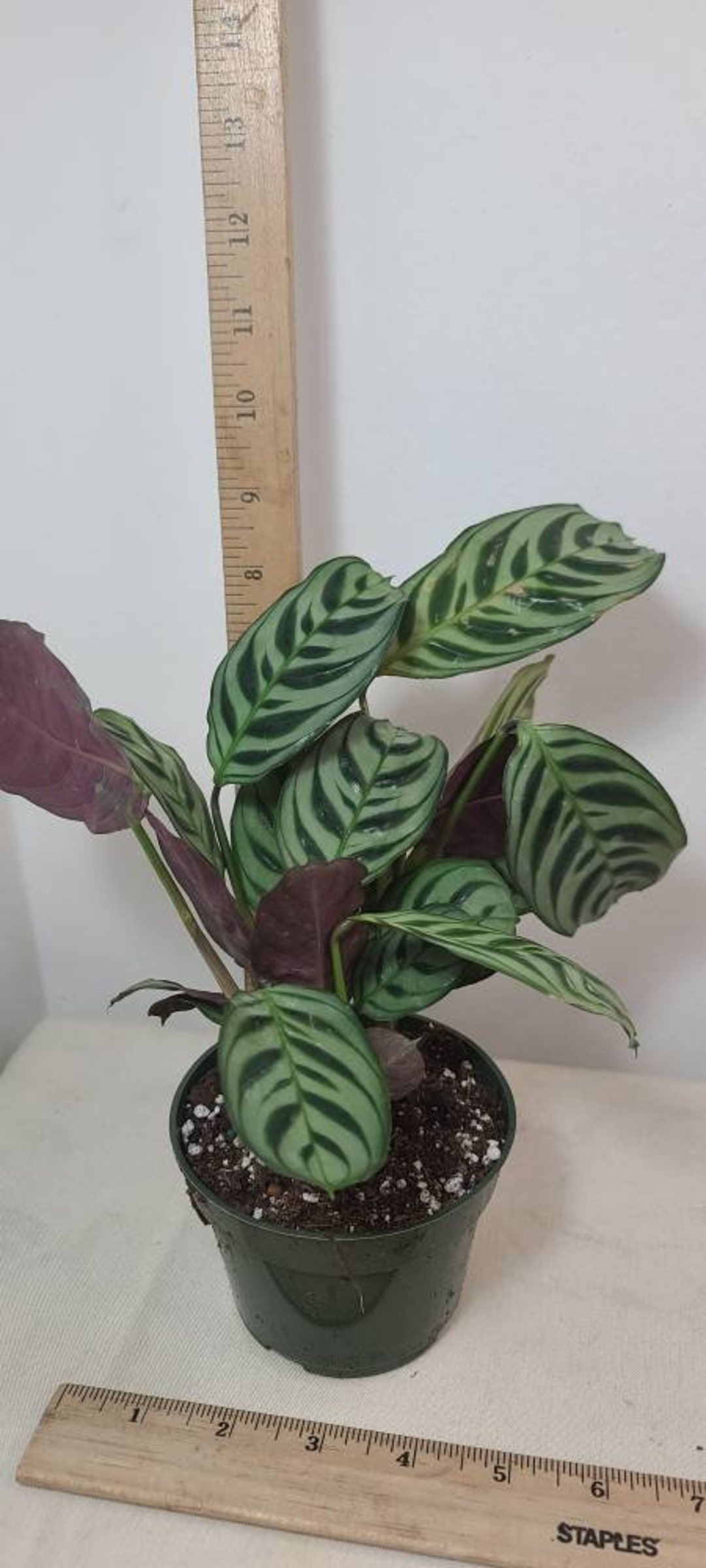 Calathea Stromata - Etsy