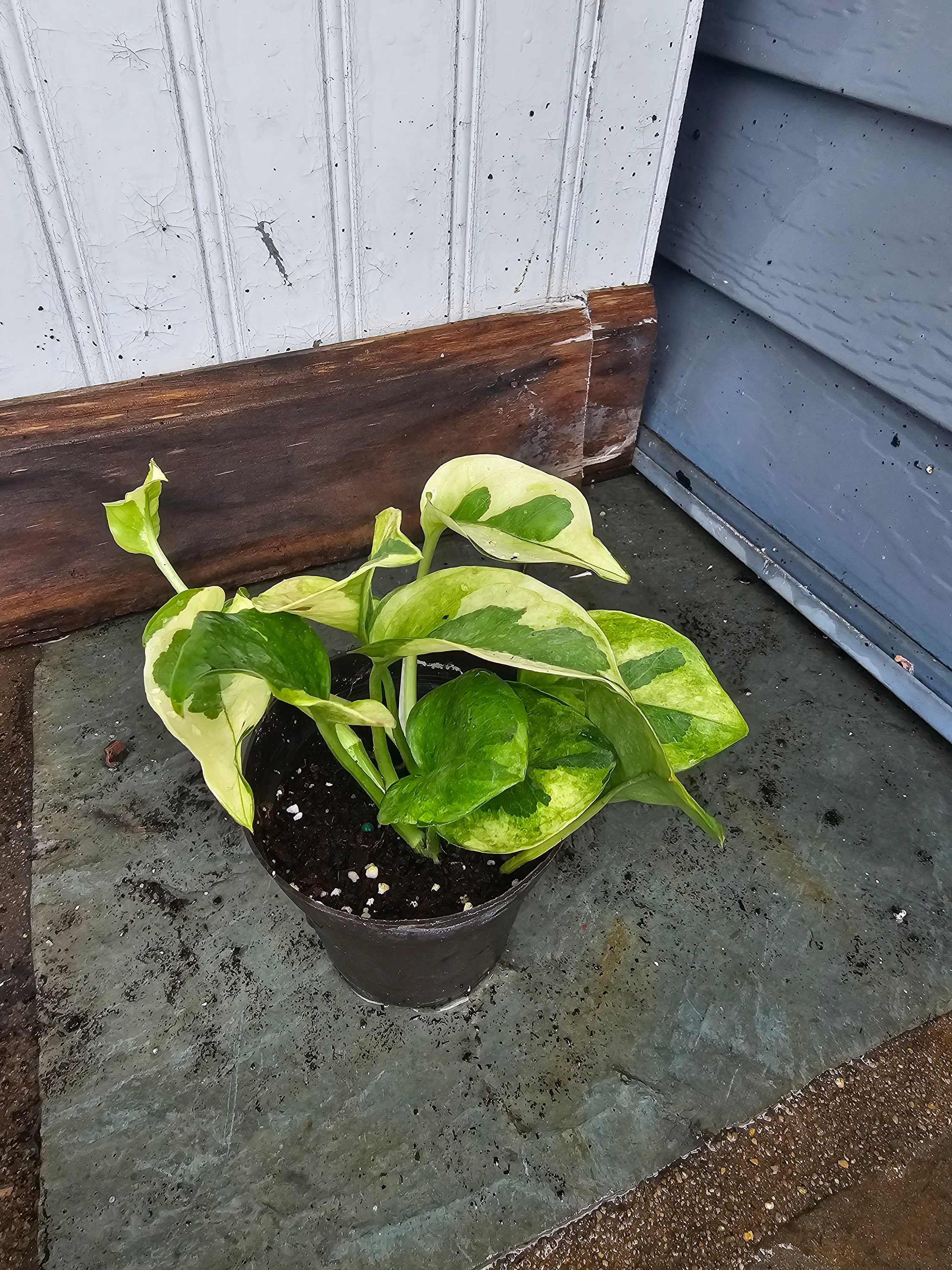 Lemon Meringue Pothos, Lizard Queen Pothos - Etsy