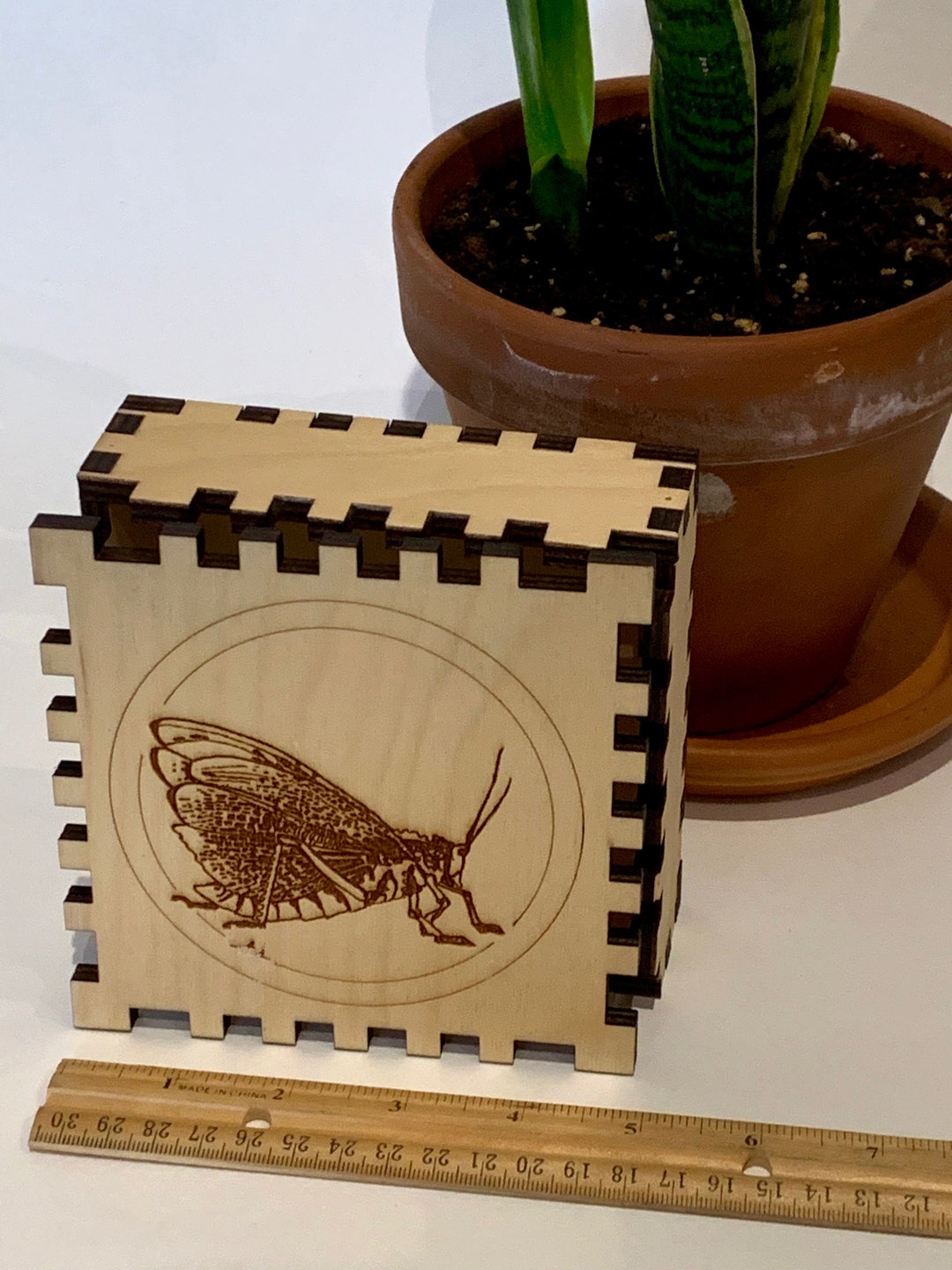 Grasshopper Box, Birch Box, Dovetail Box, Small Wood Box - Etsy