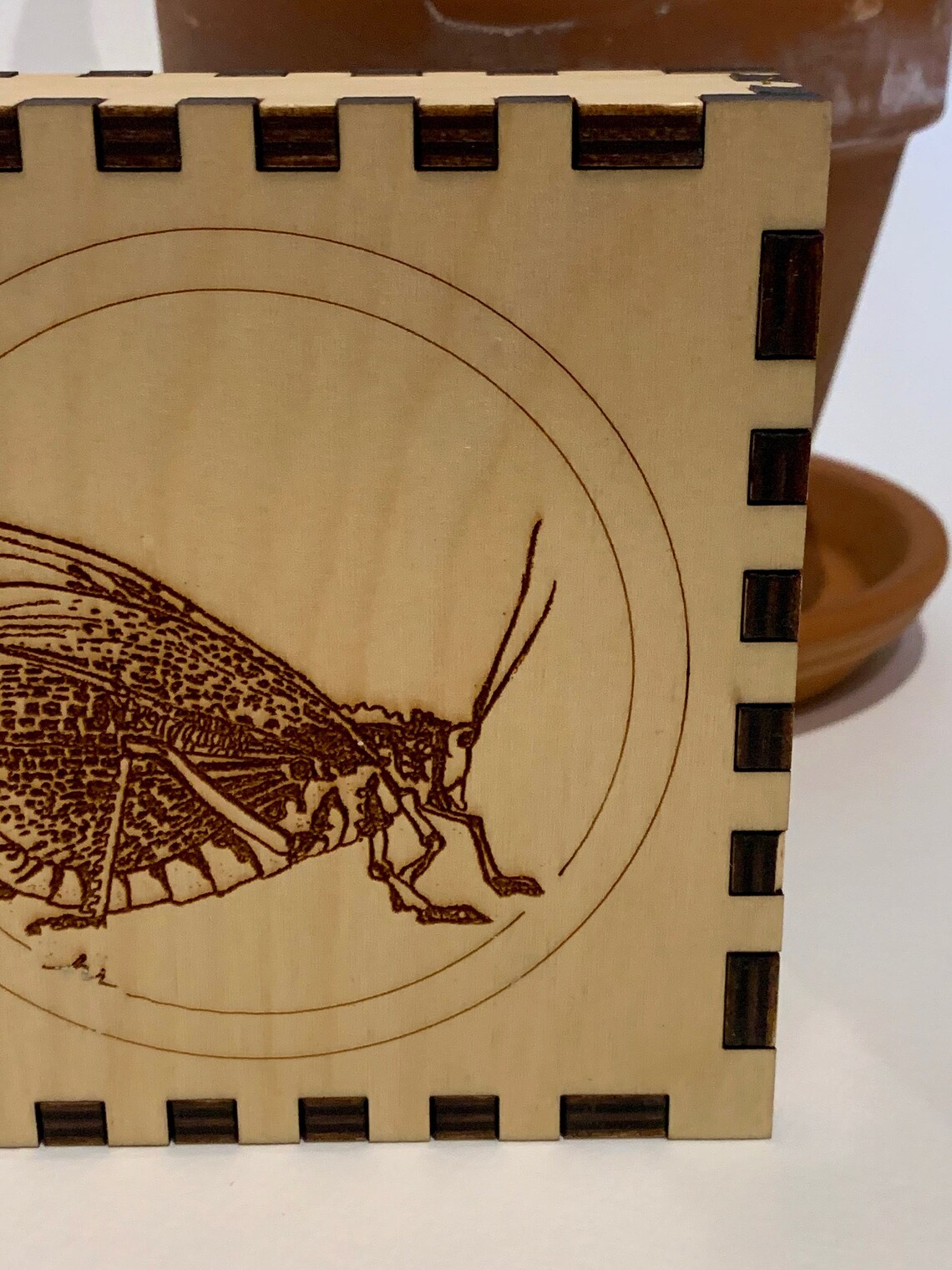 Grasshopper Box Birch Box Dovetail Box Small Wood Box - Etsy