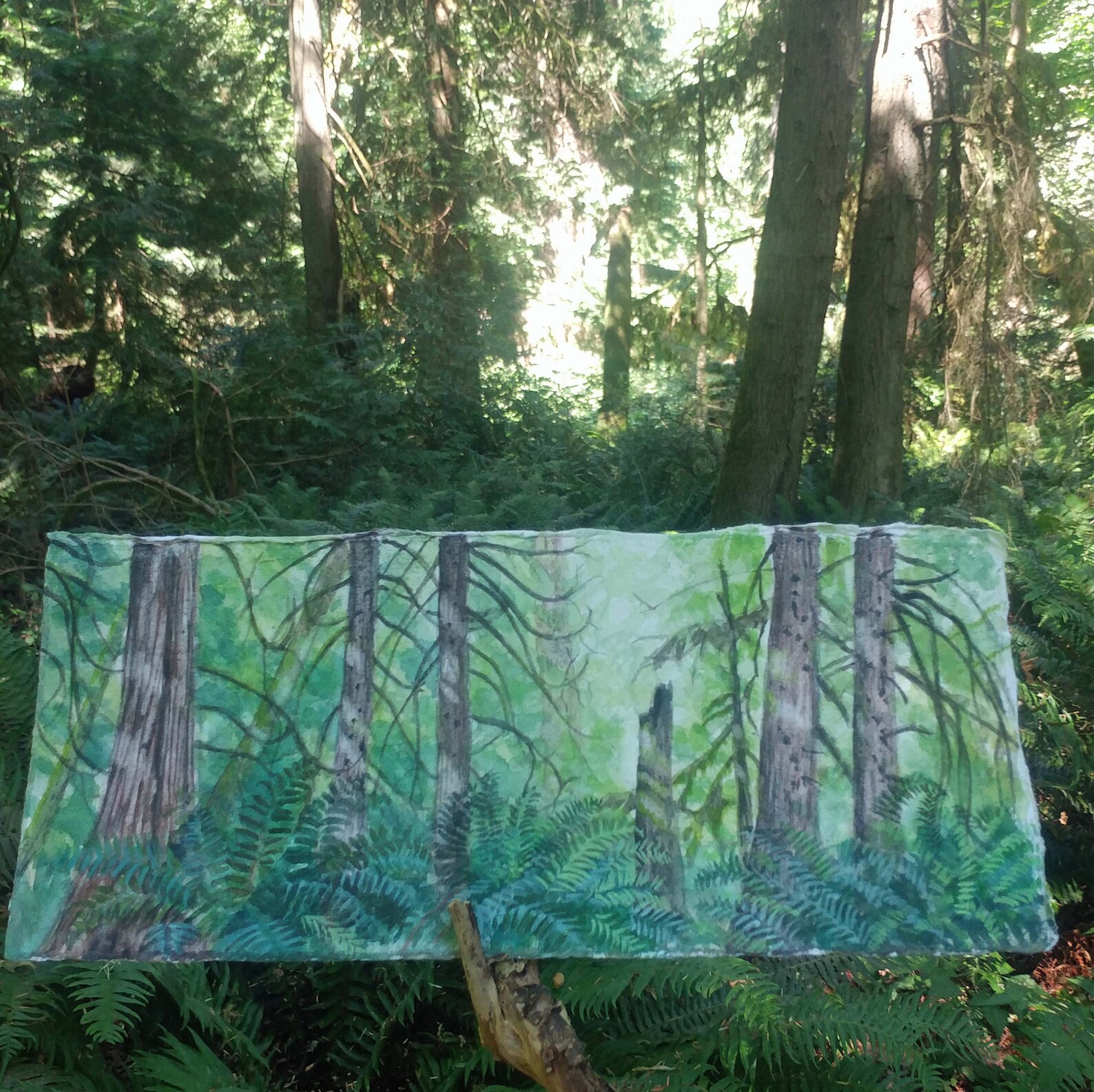 A Cedar Grove, Original Watercolor Painted Outdoors, Unframed - Etsy