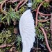 Bone Angel Wing White Hand Carved - Etsy UK