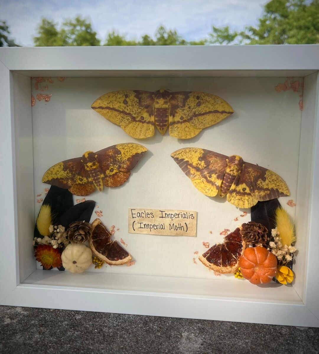 Imperial Moth Display - Etsy