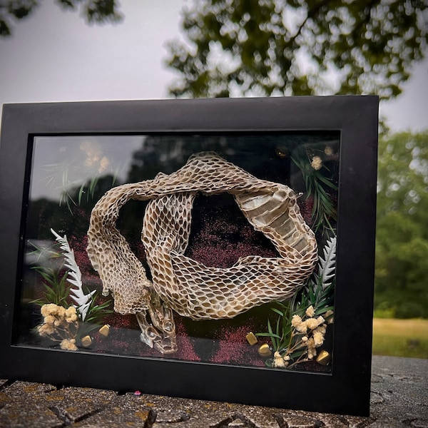 Snake Sheds - Etsy