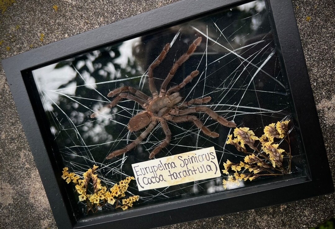 Cocoa Tarantula Display - Etsy