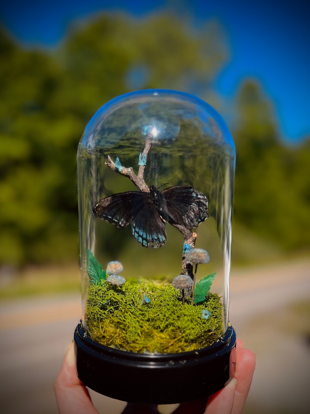 Butterfly Terrarium - Etsy