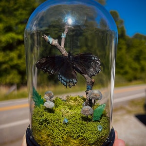 Butterfly Terrarium - Etsy