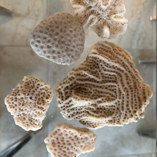 Aquarium Natural River Gravel Sand for Fish Tank Pond 10 | Etsy