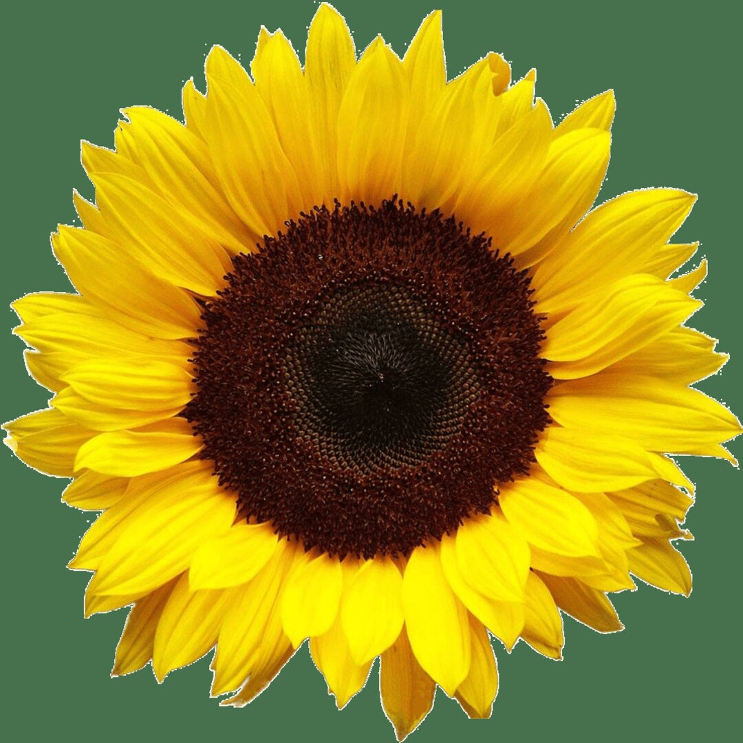 Sunflower Waterslide Page - Etsy