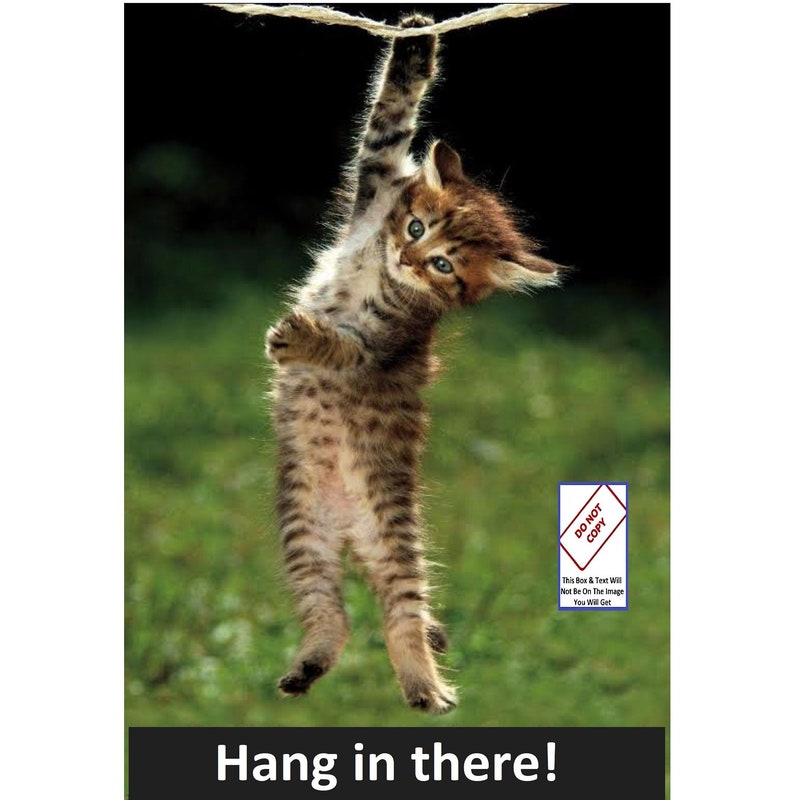Hang in There Cat Poster - Etsy