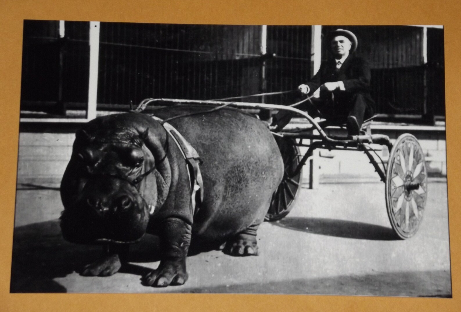 Weird Hippo Man Cart Vintage Photo Crazy Print Poster Fine | Etsy