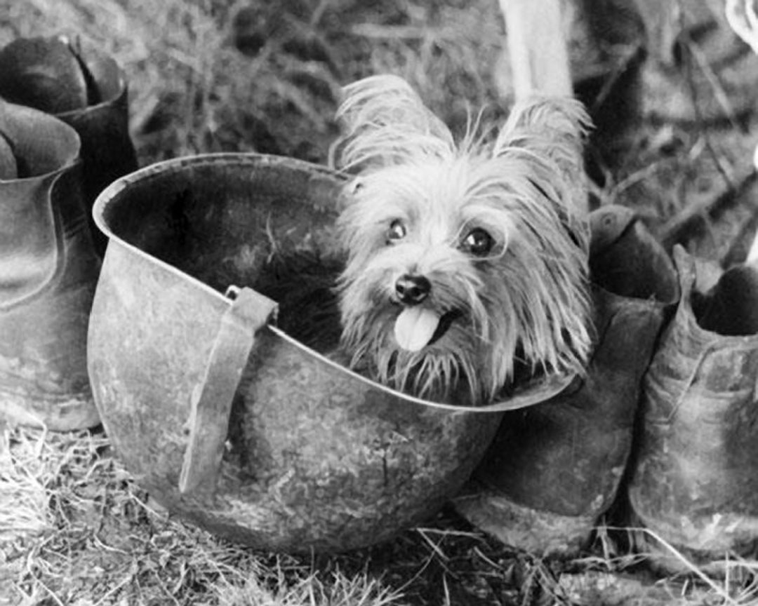 Smoky WW2 Heroine Yorkie Dog Soldier Hat Animal Wartime Vintage Print ...
