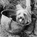 Smoky WW2 Heroine Yorkie Dog Soldier Hat Animal Wartime Vintage Print ...