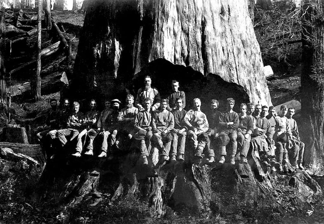 Vintage Redwood Sequoia Logging Photo Big Logs Lumber Jacks 1884 California 463C - Etsy