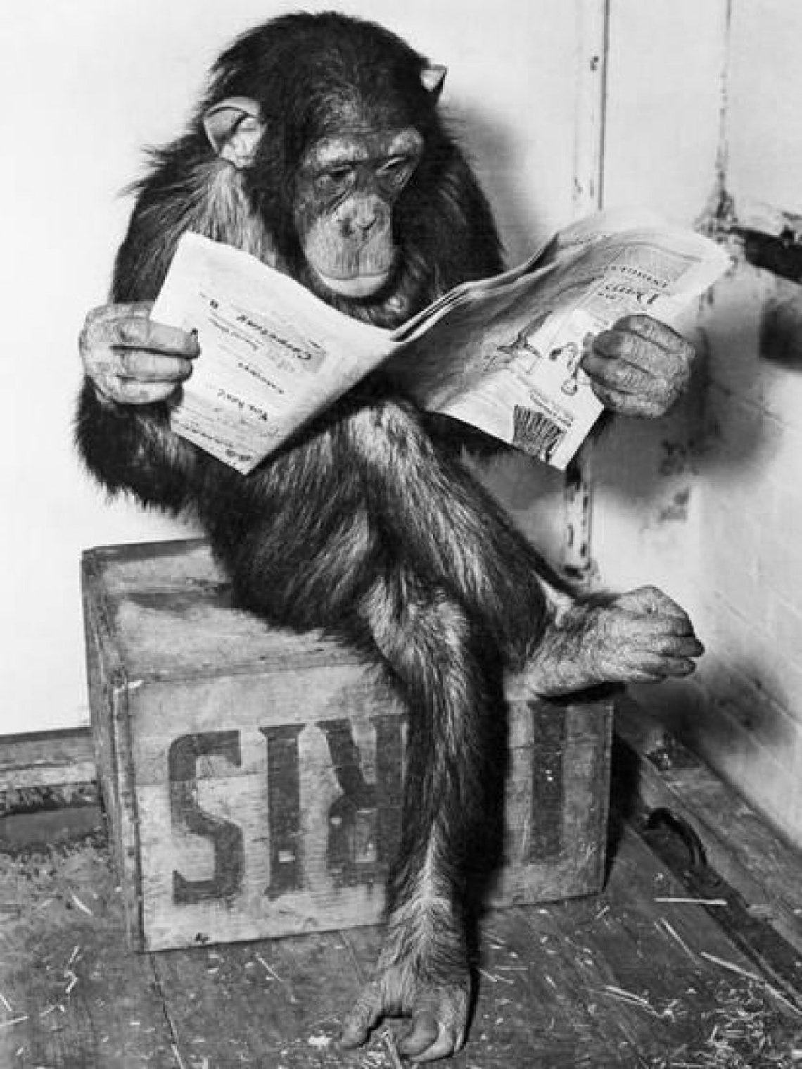 Funny Monkey Cute Chimp Reading Newspaper Animal Humor Vintage - Etsy