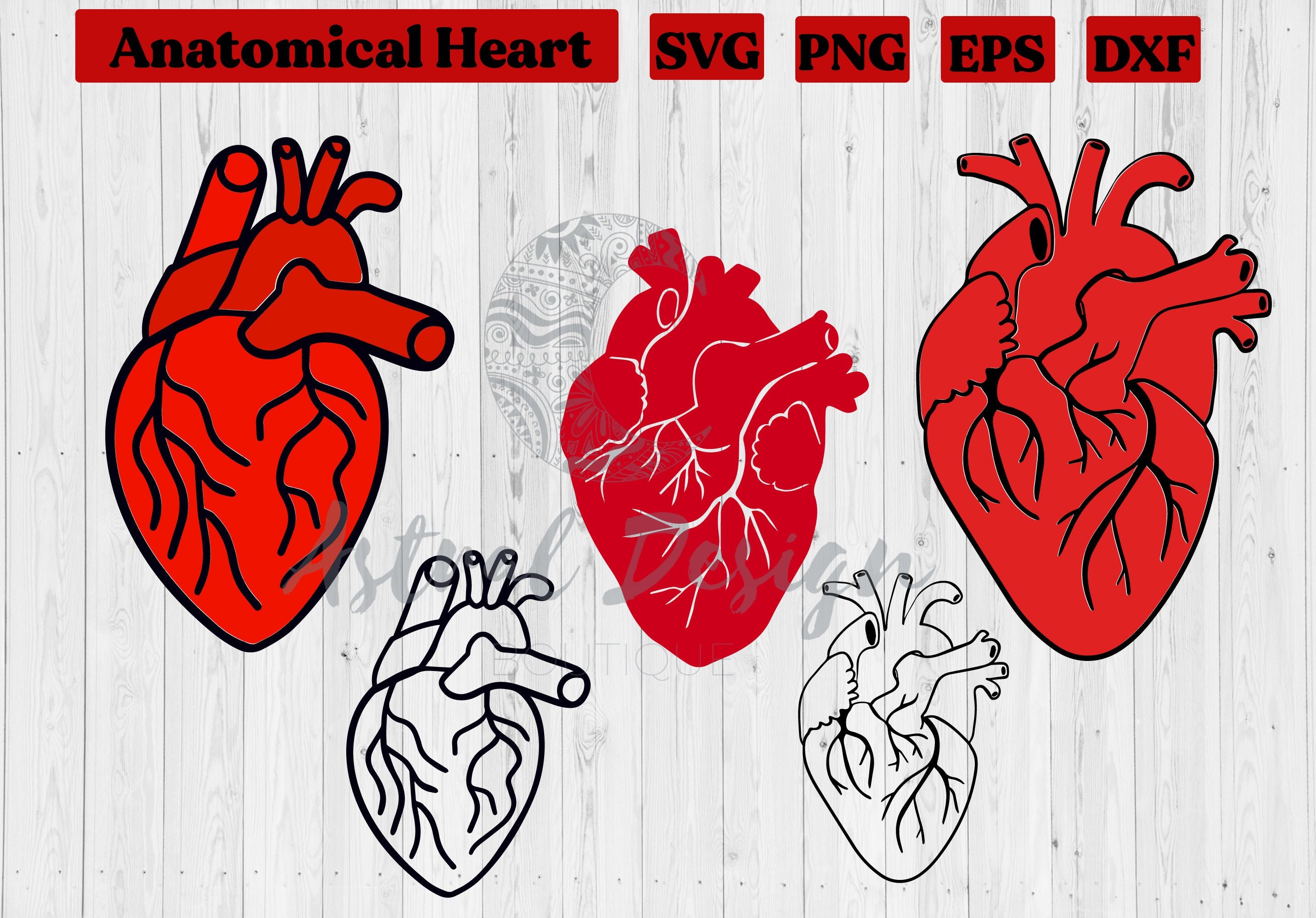 Anatomical Heart SVG Cut Files for Cricut Silhouette Body | Etsy UK