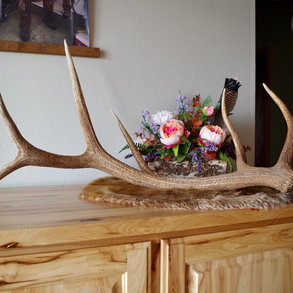 Trophy Antler - Etsy