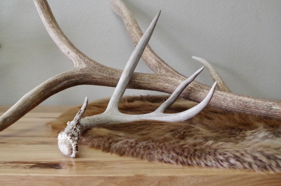 Mule Deer Antler / Bigger Four-point Mule Deer Antler / | Etsy
