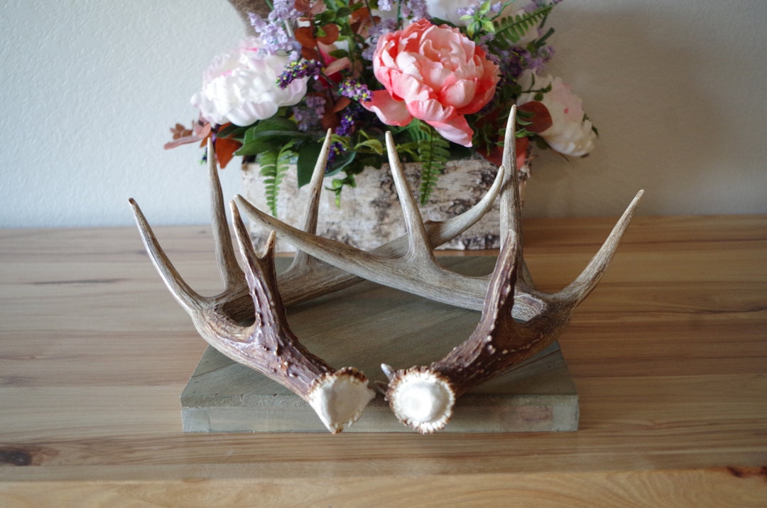Gorgeous Antler Pair / Cut-off Antlers / Matched Deer Antler Set ...
