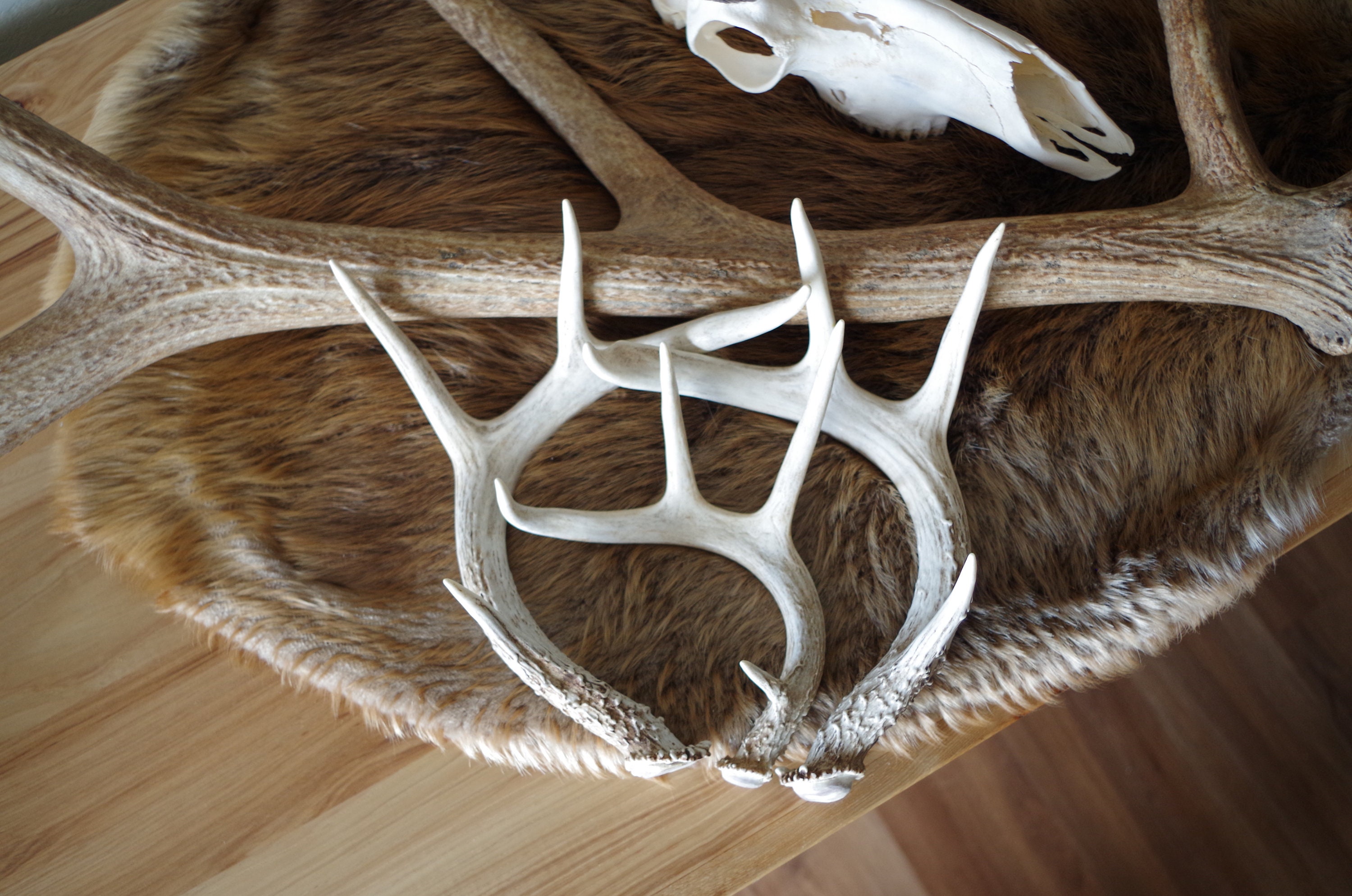 Whitetail Antler G1