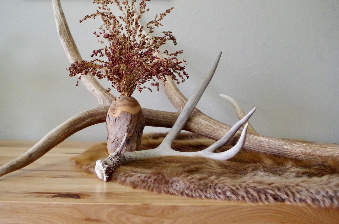 Mule Deer Antler / Bigger Four-point Mule Deer Antler / - Etsy