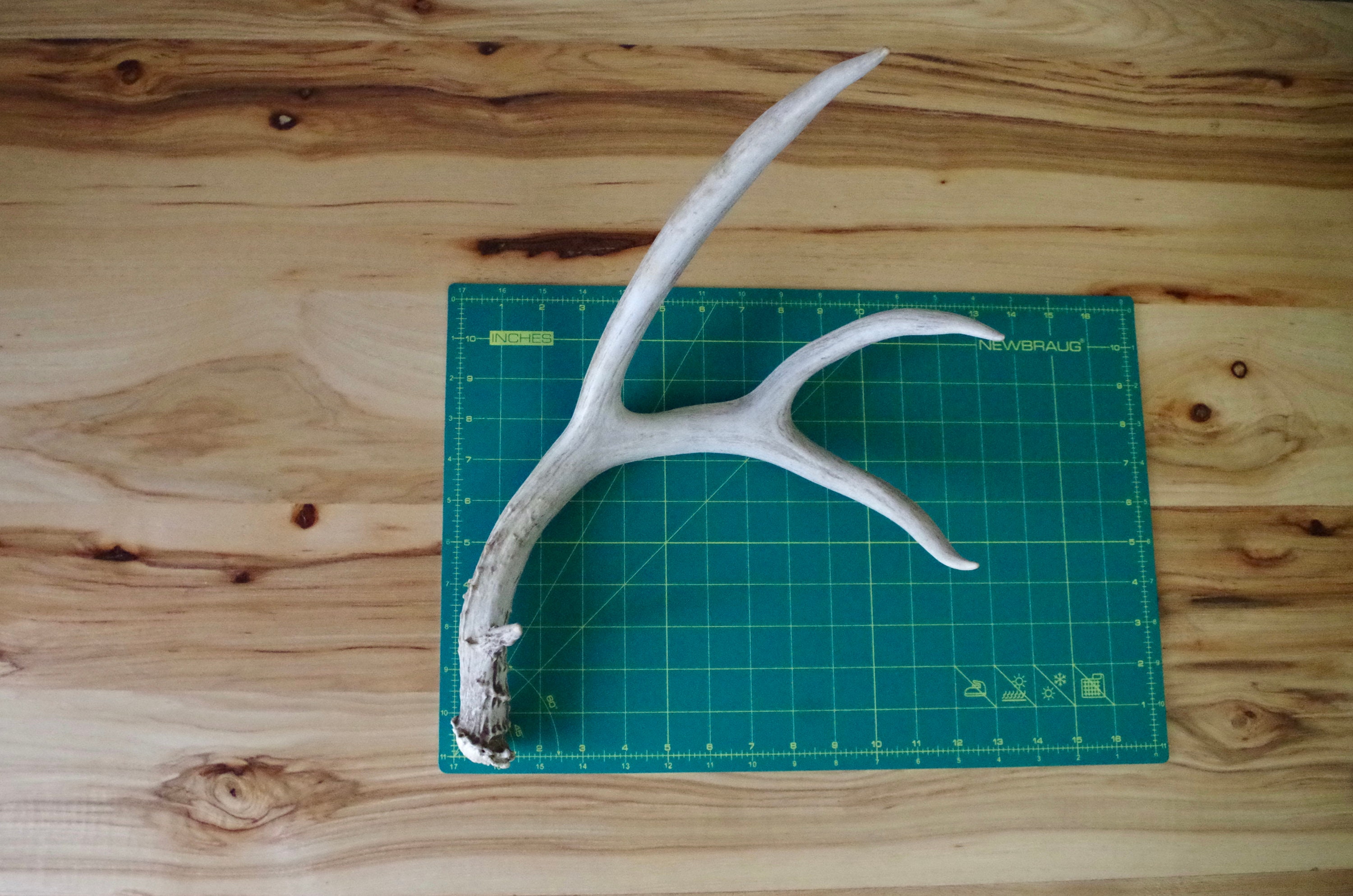 Mule Deer Antler / Bigger Four-point Mule Deer Antler / | Etsy