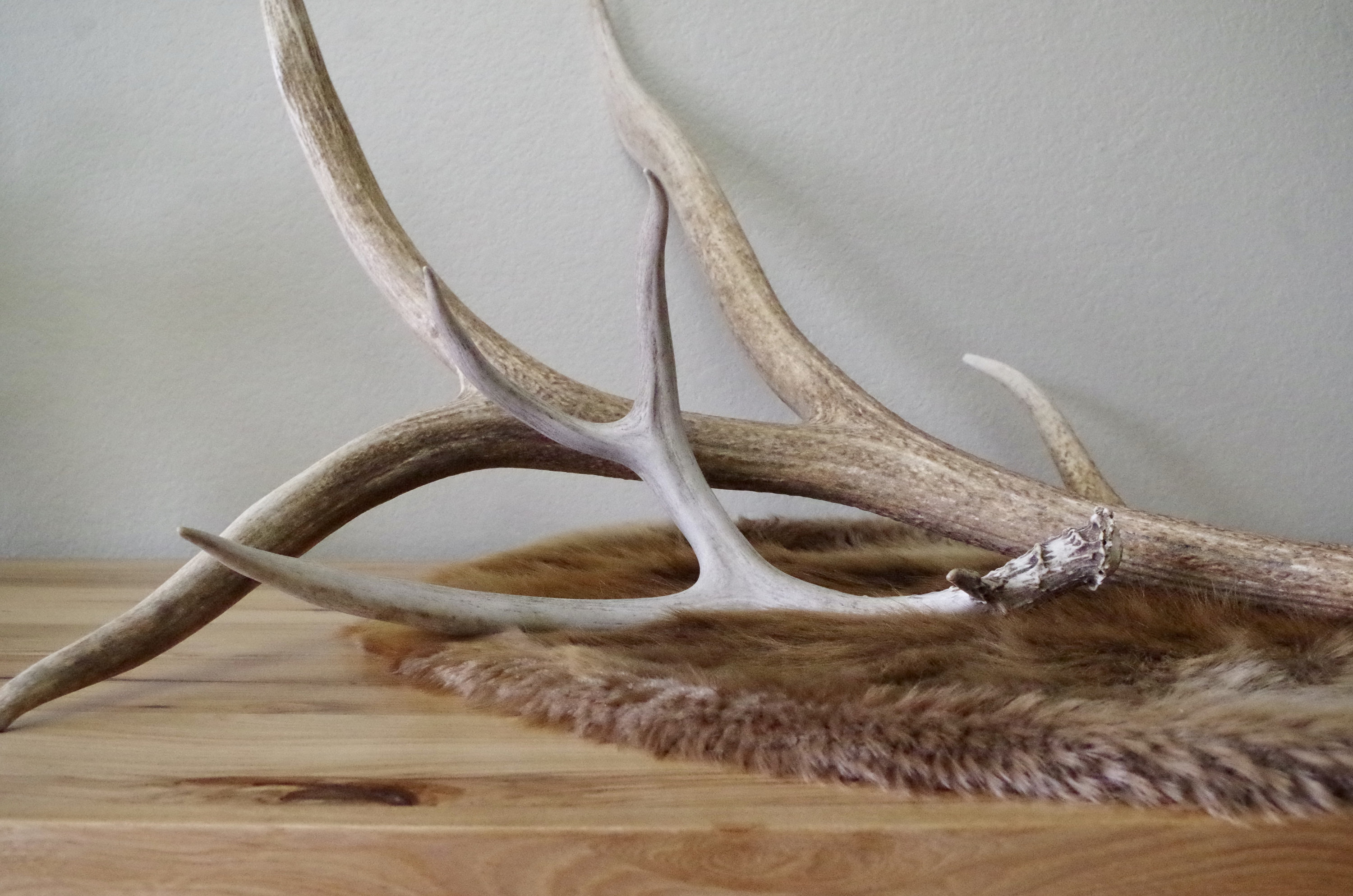 Mule Deer Antler / Bigger Four-point Mule Deer Antler / | Etsy