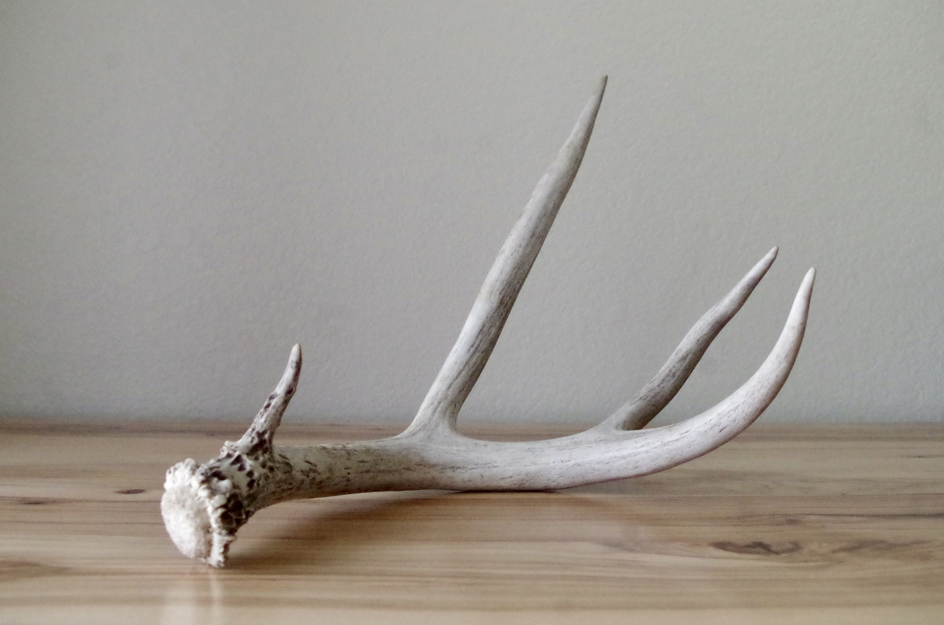 Mule Deer Antler / Bigger Four-point Mule Deer Antler / | Etsy