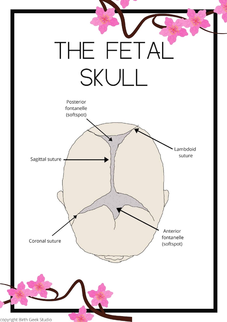 The Fetal Skull anatomy diagram educational poster | Etsy