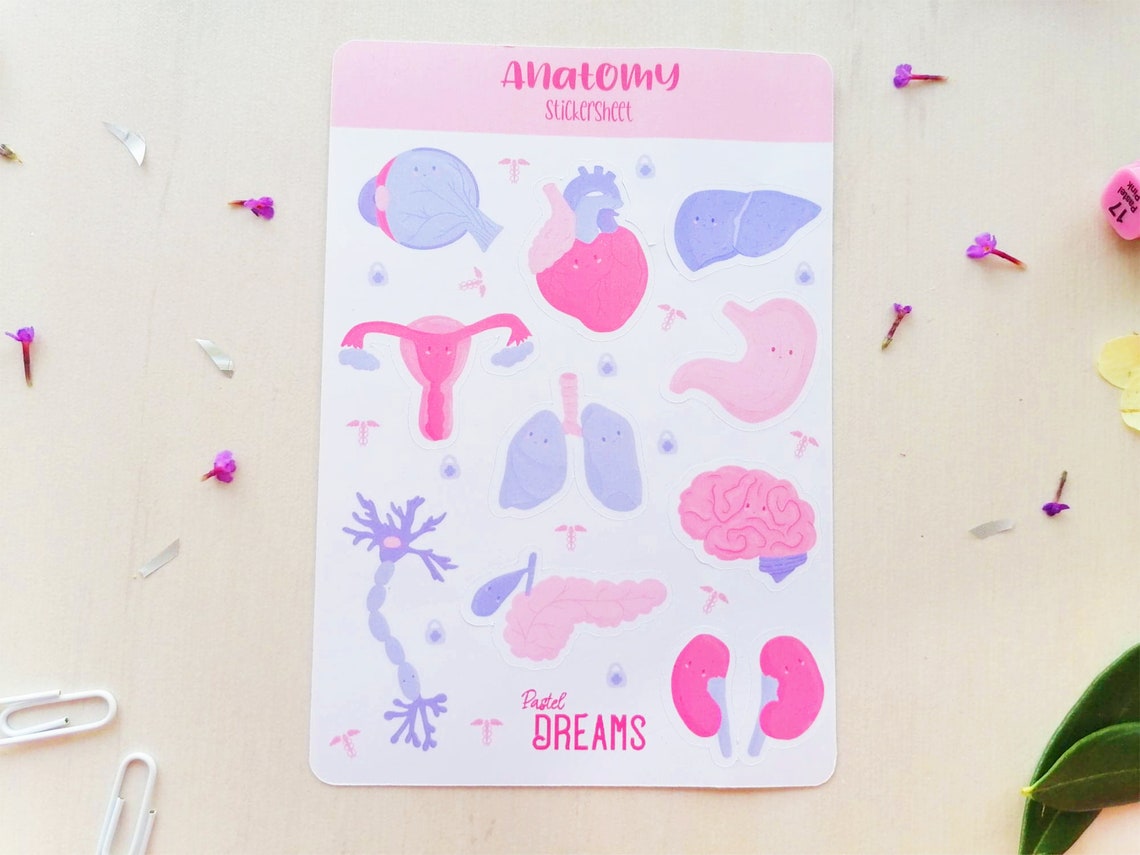 Biology Sticker Set Anatomy Stickers Organ Stickers heart lungs Brain ...