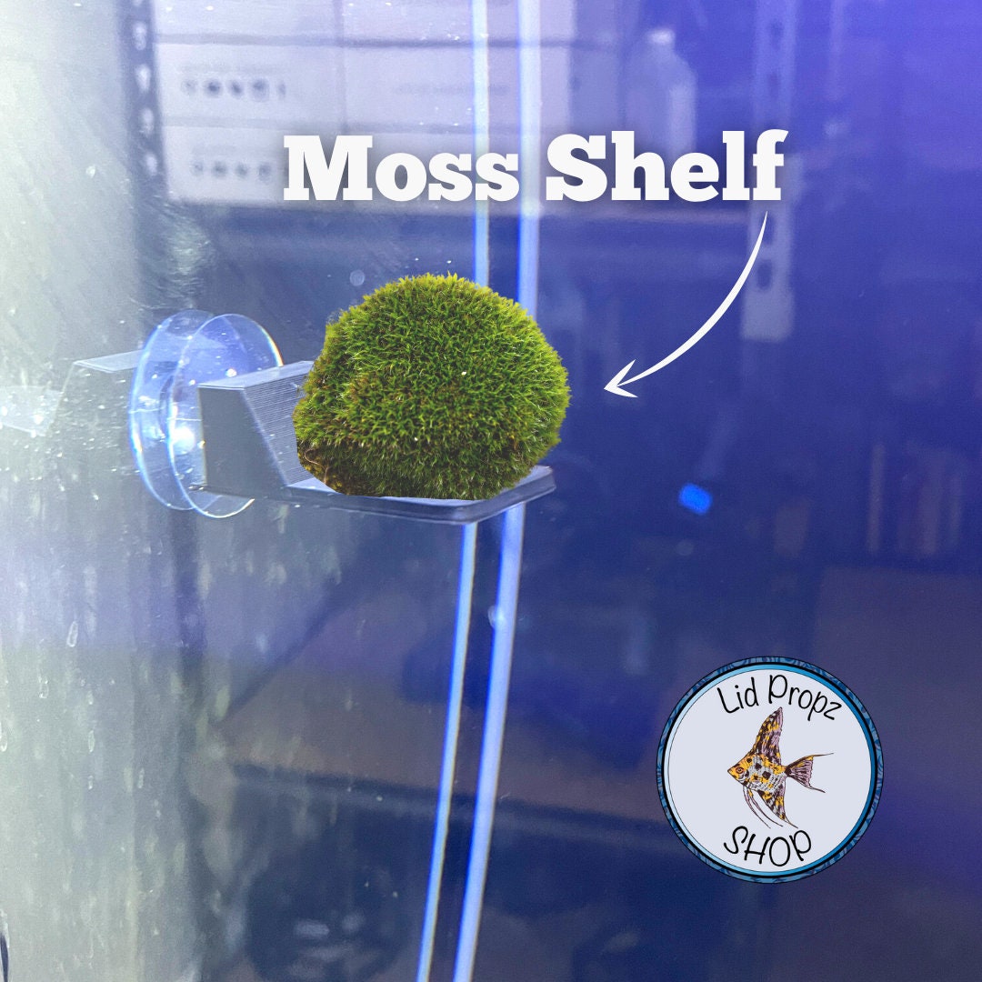 Moss Holder Moss Shelf. Great for Moss Balls. - Etsy
