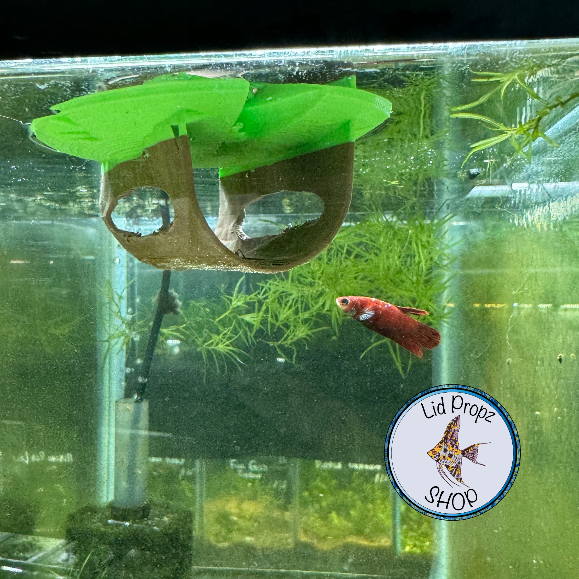 Betta Lily Pad Hide: Aquarium Relaxation Tube FREE SHIPPING! Floating ...