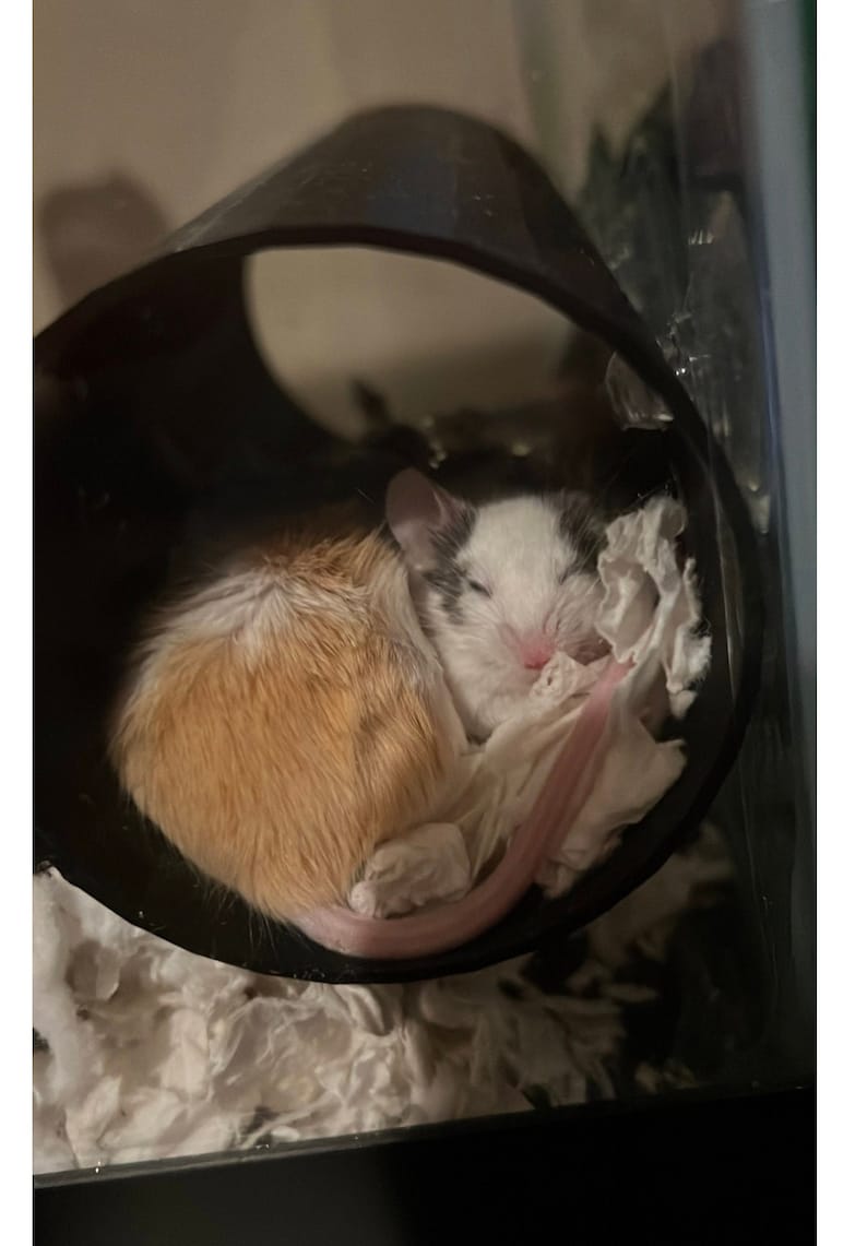 Pet Mouse Relaxation Tube: Food Grade Plastic, 7 Inch Hamster ...