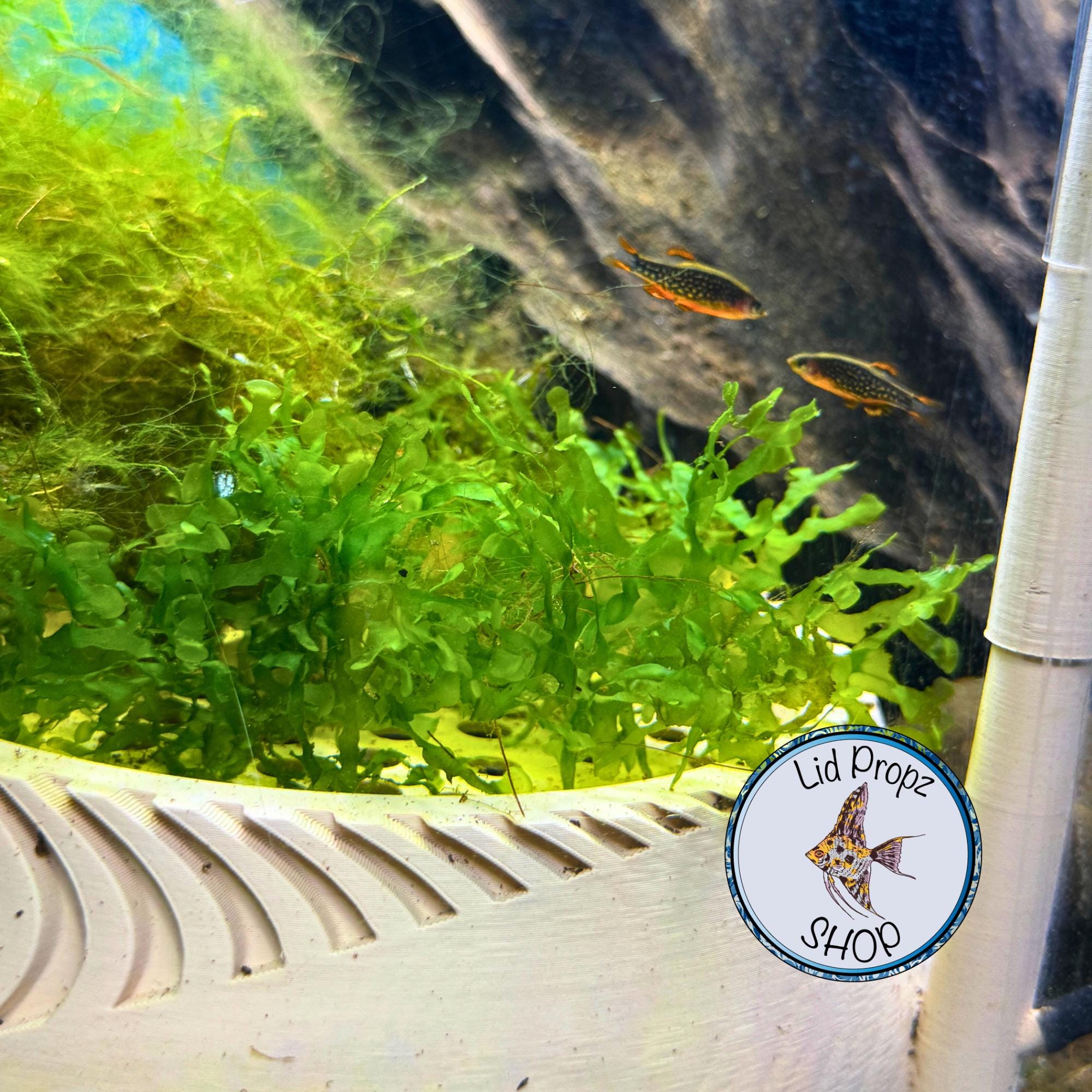 Automatic Fish Egg Catcher: Nano Fish Breeding Box Attachmentfree ...