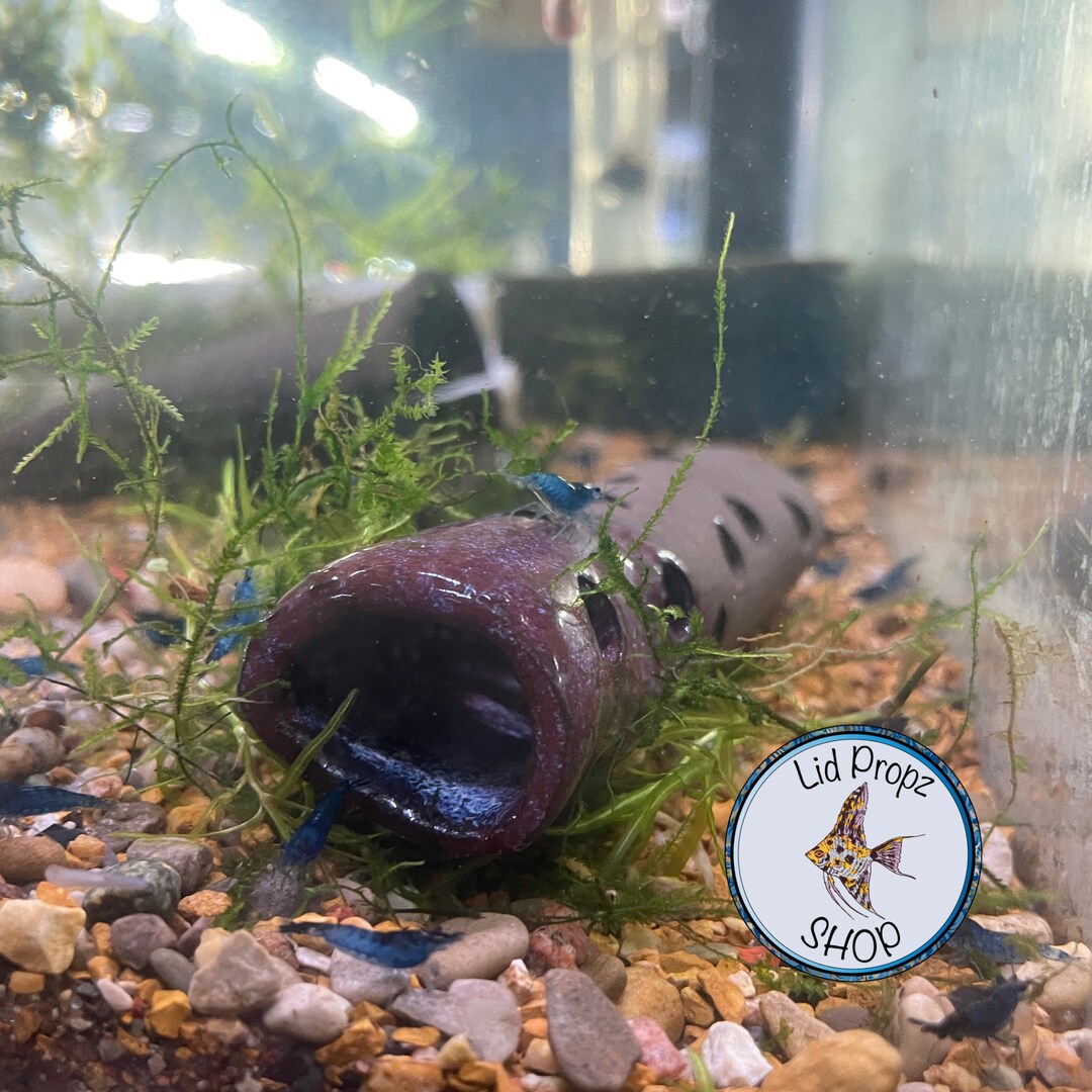 Shrimp Cave Slim. Hand Made Shrimp Hide Away Viewing Tunnel for Shrimp ...
