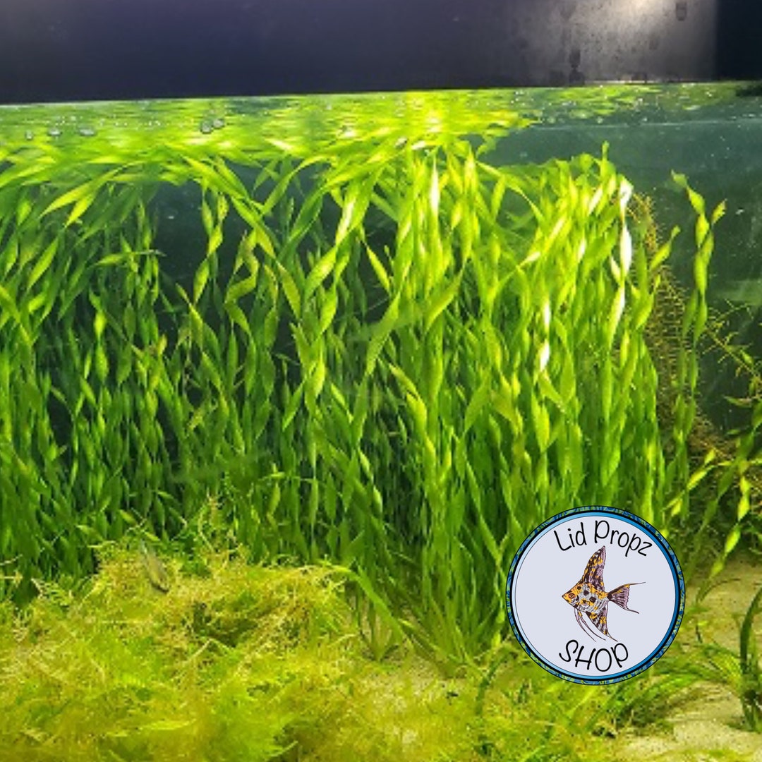 Corkscrew Vallisneria, EASY BEGINNER PLANT, Live Aquarium Plants, Fish ...