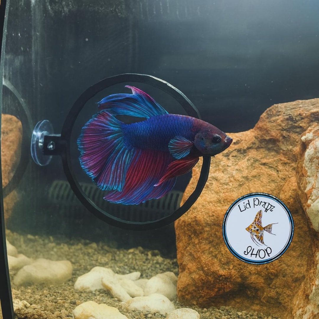 Large Betta Training Ring – Fun, Safe, and Perfect for Beginner Betta ...