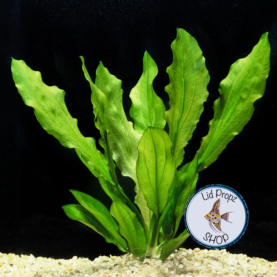 Ruffle Sword EASY PLANT, Live Aquarium Plants, Fish Tank Plants 5 ...