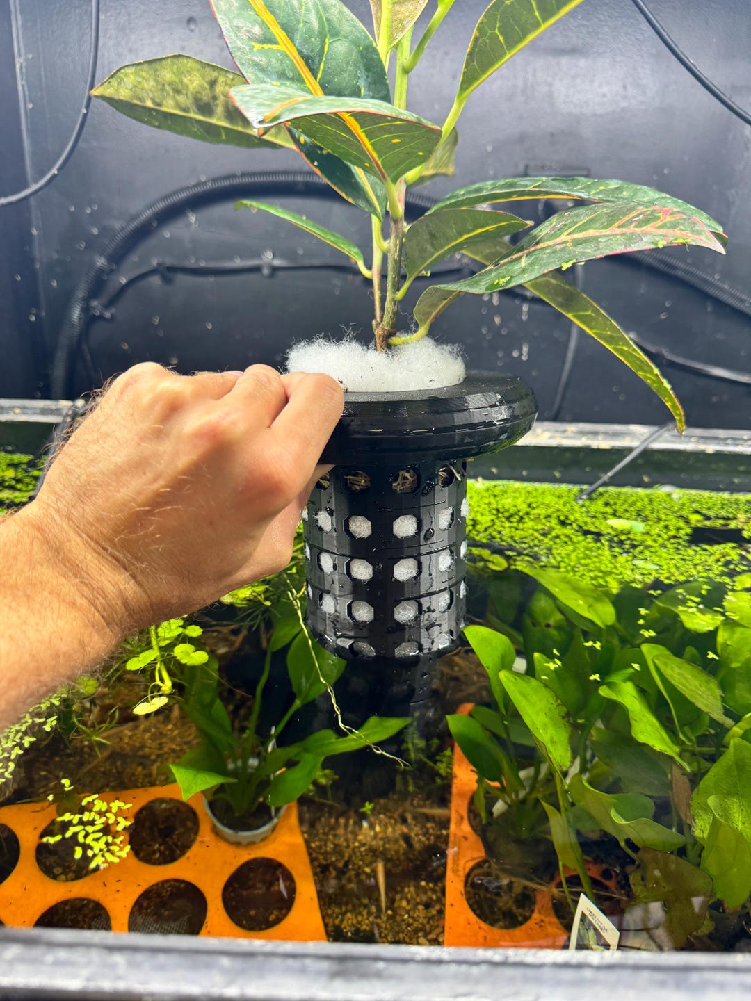 Aquaponics Floating Plant Holder. Grows on Top. Great for Pothos ...