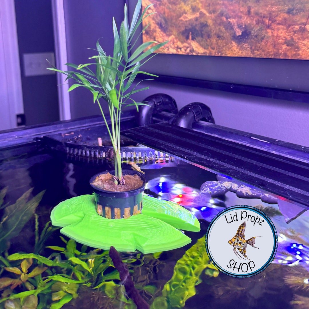 Aquaponics Lily Pot Holder 1" With Bella Palm Plant. Grows on Top ...