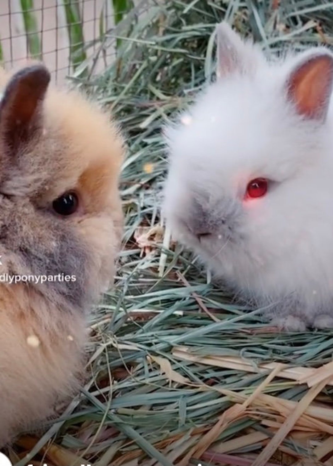 Fuzzy Baby Bunnies Digital Print - Etsy