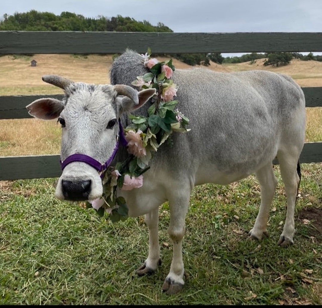 Gracey May Our Miniature Wedding Cow - Etsy