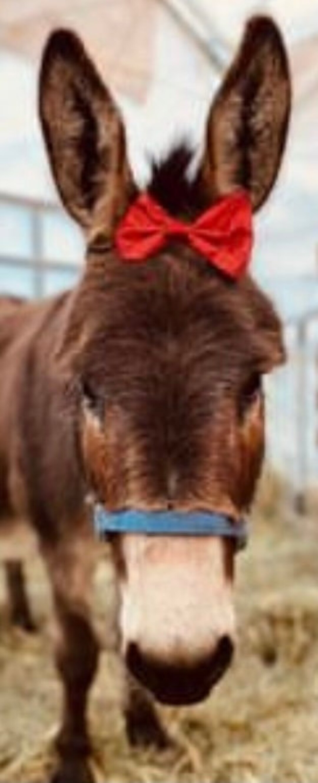 Little Donkey With Red Bow - Etsy
