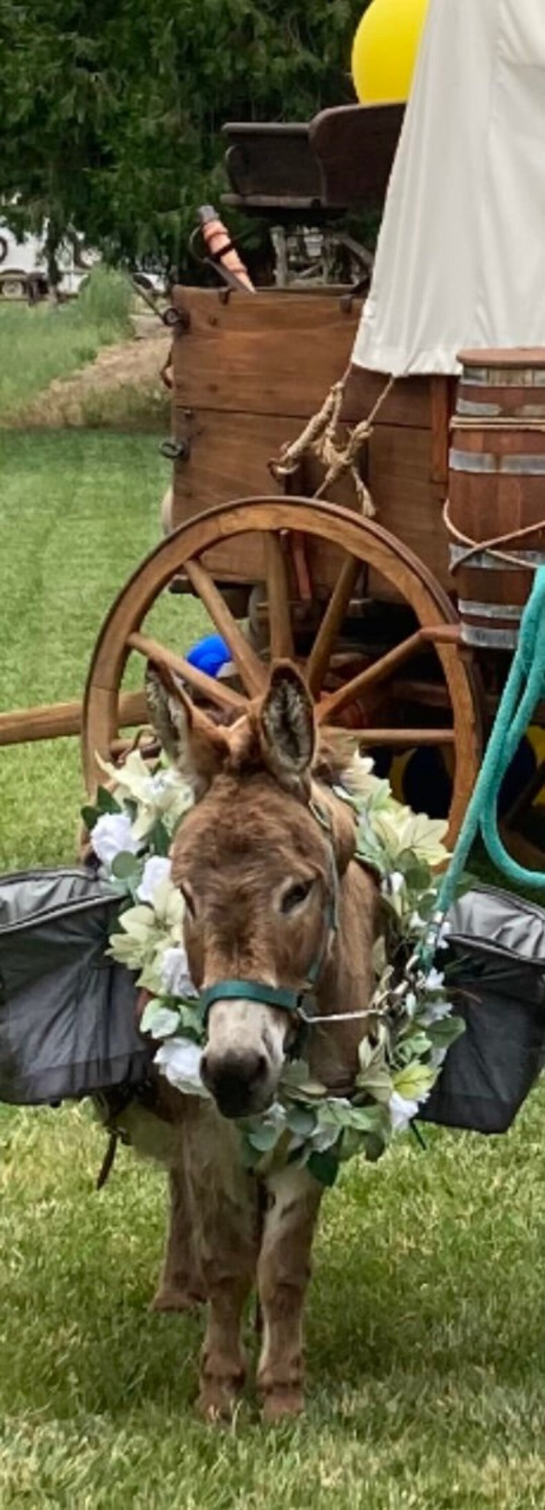 Wildwest Wedding Donkey Digital Prints - Etsy