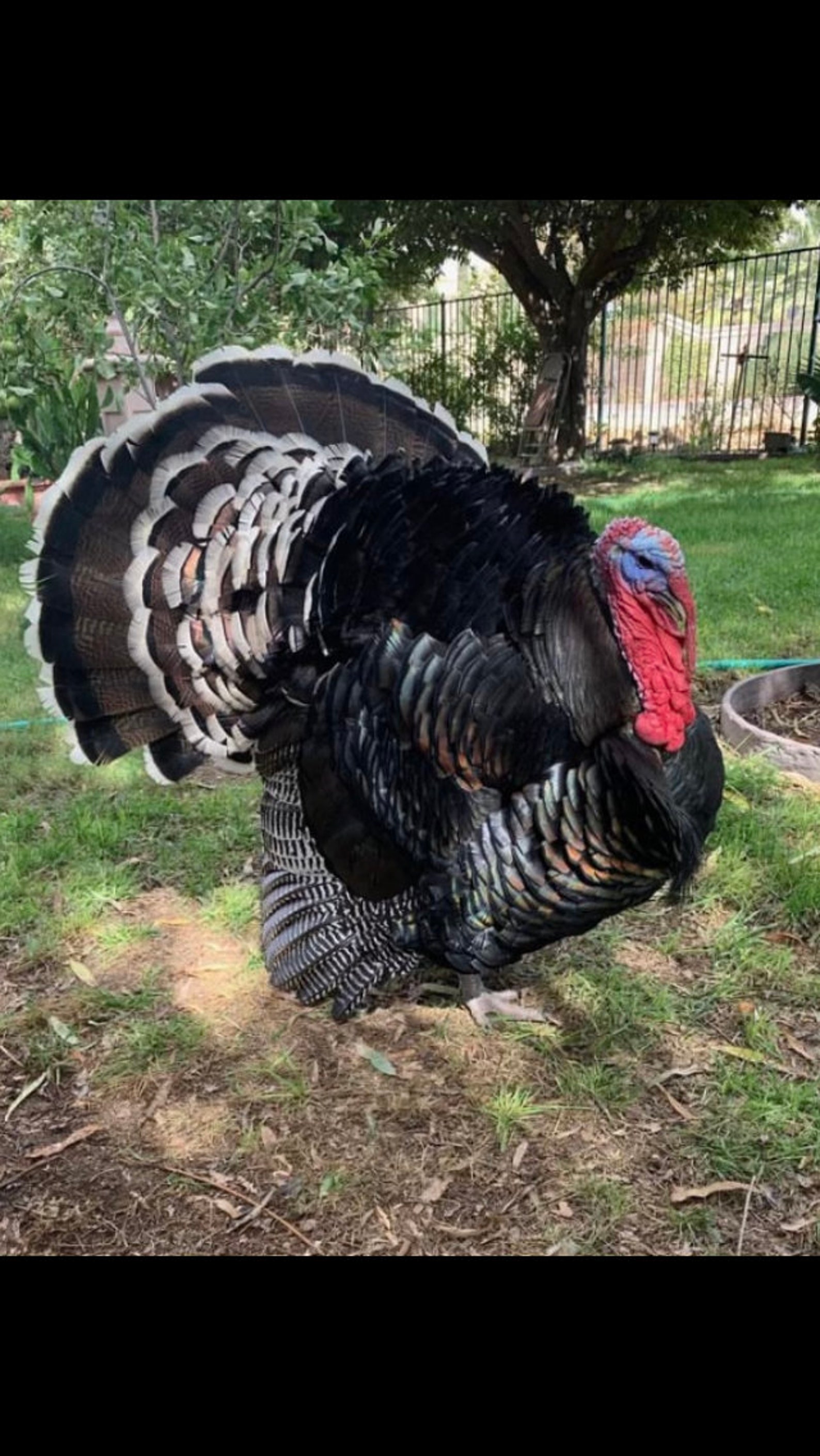 Tom the Turkey Digital Prints - Etsy