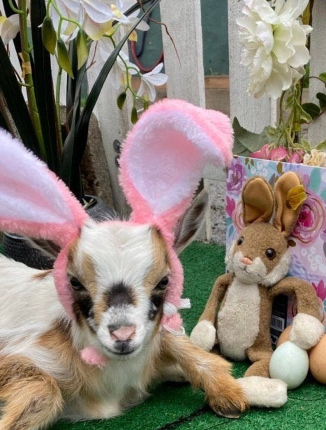 Baby Goat Easter Bunny - Etsy