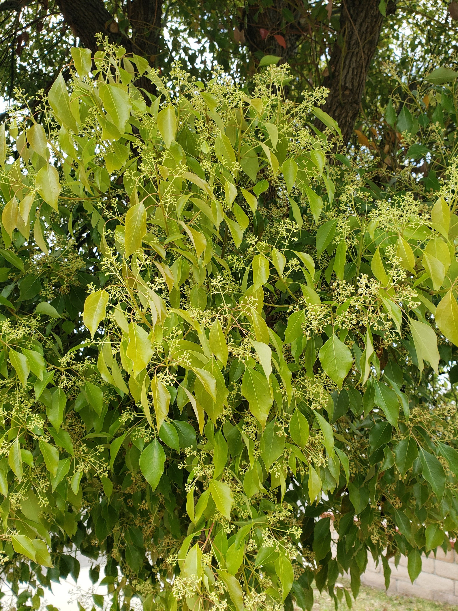 Cinnamomum Camphora 10 20 Fresh seeds | Etsy