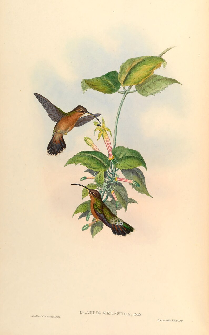 Hummingbirds Prints by John Gould C1800s - Etsy